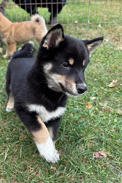 AVAILABLE PUPS & DOGS AT KAYOBI