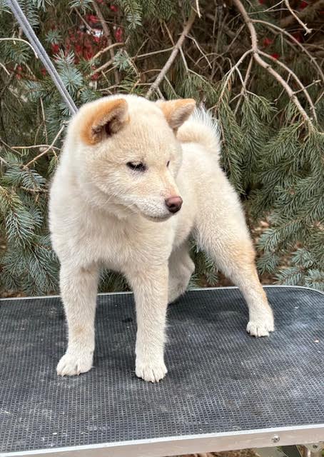 AVAILABLE PUPS & DOGS AT KAYOBI