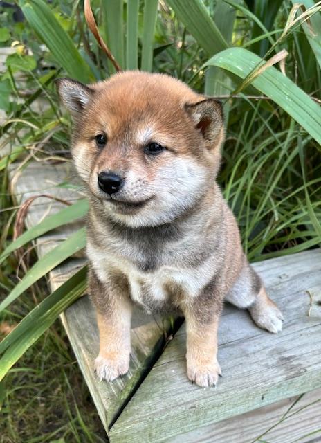 AVAILABLE PUPS & DOGS AT KAYOBI