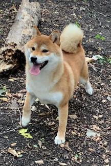 AVAILABLE PUPS & DOGS AT KAYOBI