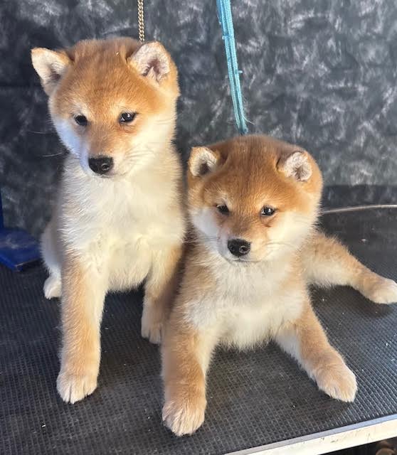 AVAILABLE PUPS & DOGS AT KAYOBI