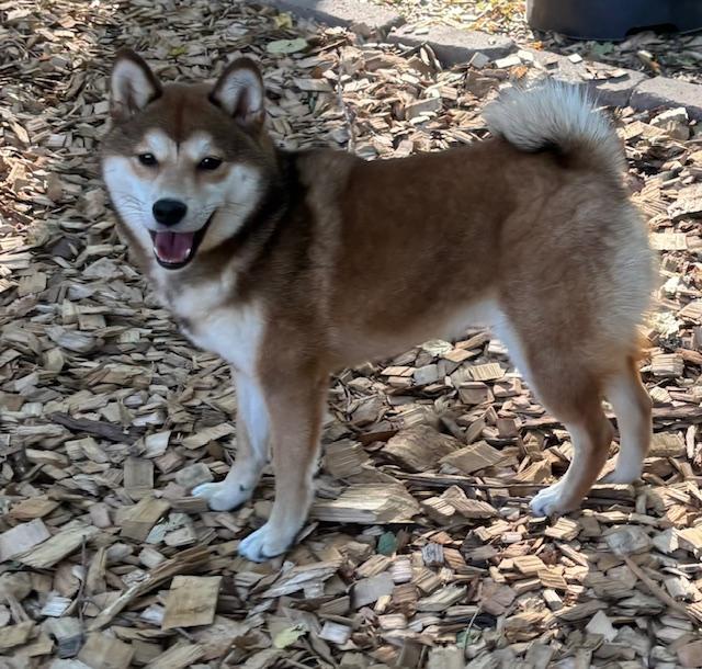 AVAILABLE PUPS & DOGS AT KAYOBI