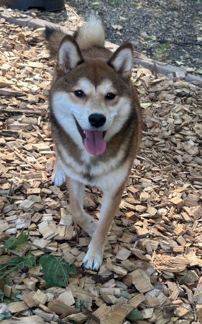 AVAILABLE PUPS & DOGS AT KAYOBI