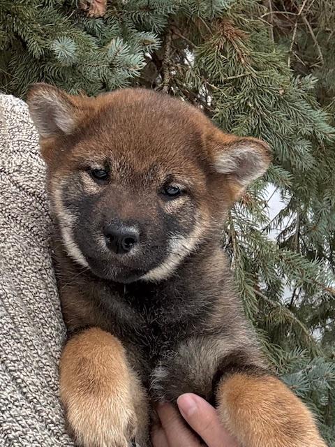 AVAILABLE PUPS & DOGS AT KAYOBI